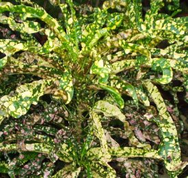 Croton King Of Siam for Sale | PlantologyUSA.com – Plantology USA