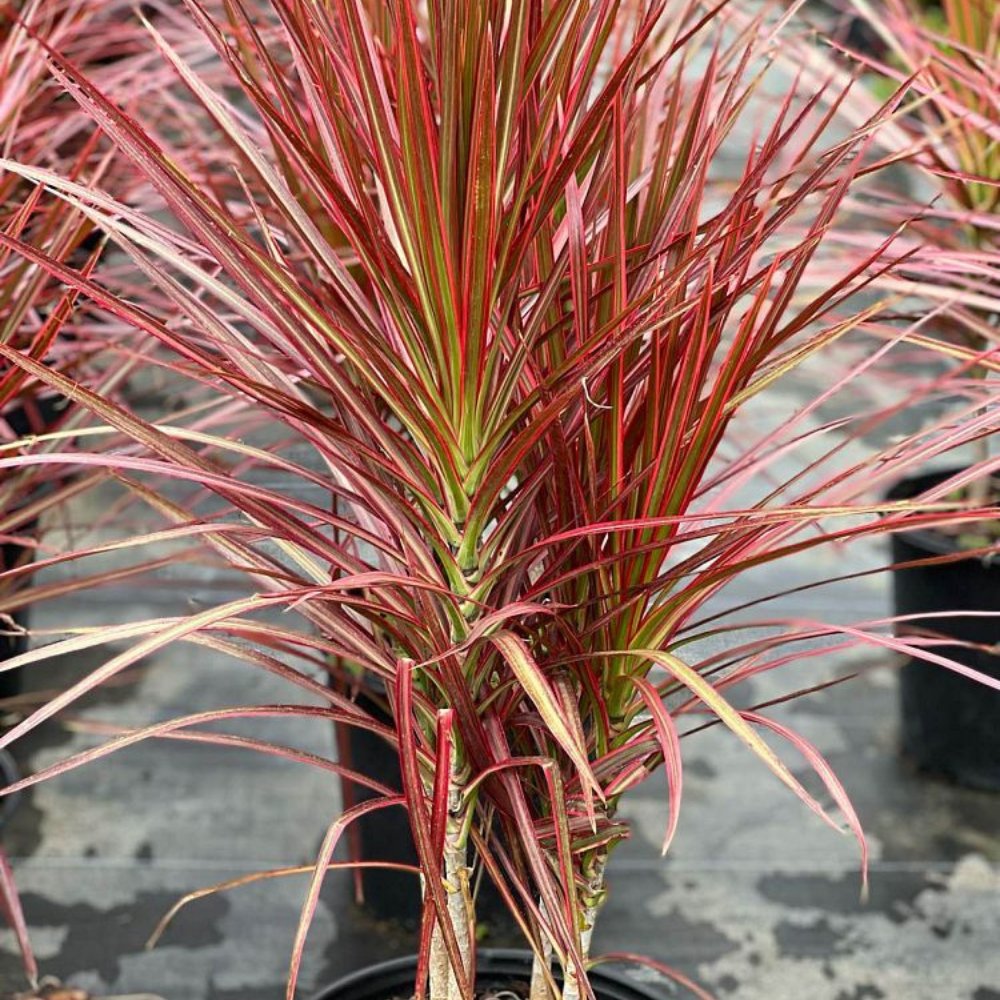 red dracaena