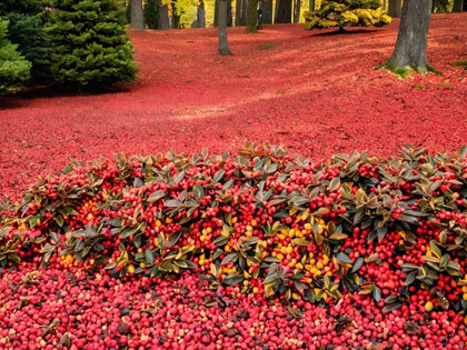 Adding Fall Color with Cotoneaster Shrubs – Plantology USA