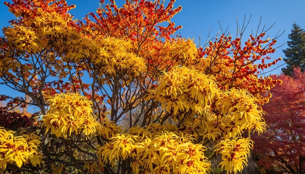 Adding Fall Color with Witch Hazel Shrubs – Plantology USA