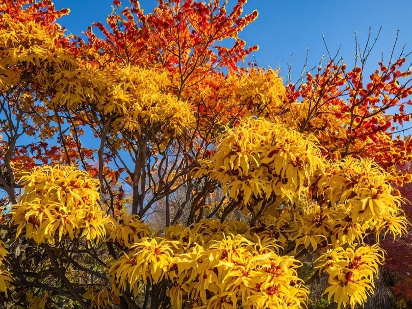 Adding Fall Color with Witch Hazel Shrubs – Plantology USA