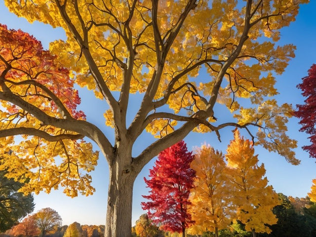 Best Shade Trees for Fall Color – Plantology USA