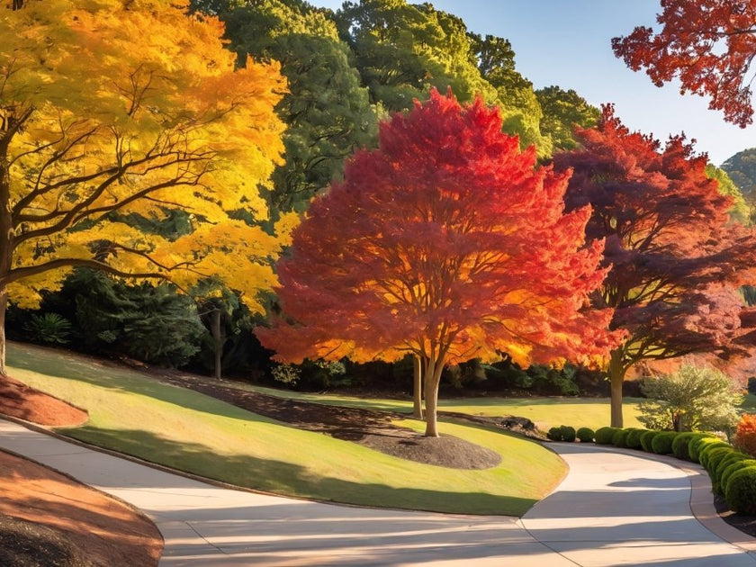 Best Trees for a Slope-Friendly Fall Garden – Plantology USA