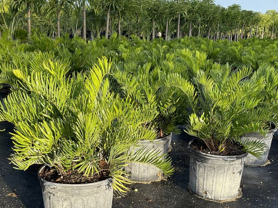 Coontie Palm – Plantology USA