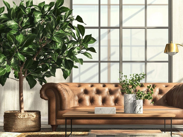 Ficus Care Guide – Plantology USA