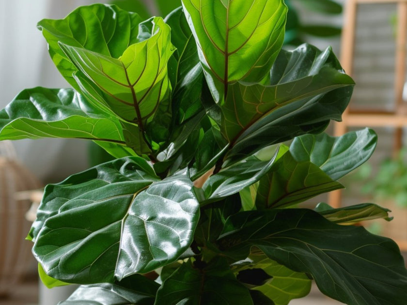 Ficus Lyrata Care: Keep Your Fiddle-Leaf Fig Thriving – PlantologyUSA