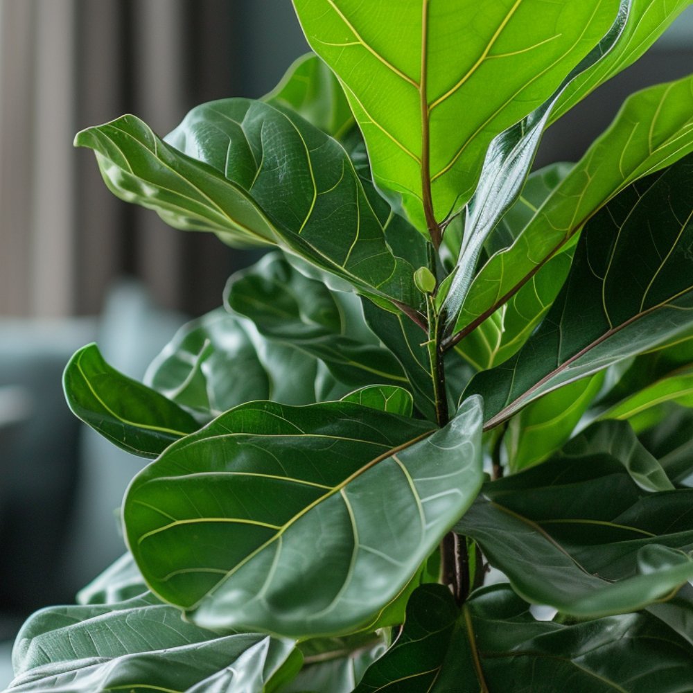 Fiddle Leaf Fig Watering: Your Essential Care Guide – Plantology USA