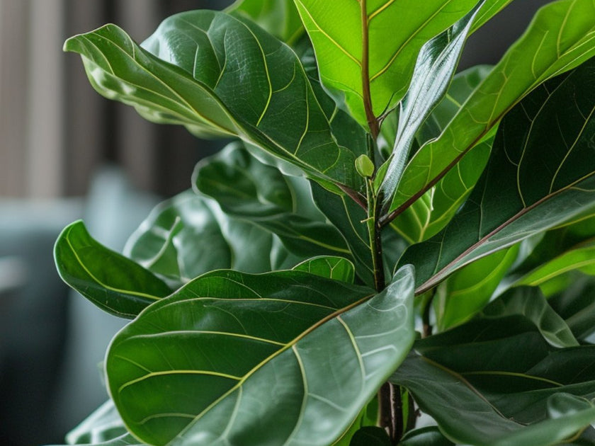 Fiddle Leaf Fig Watering: Your Essential Care Guide – Plantology USA