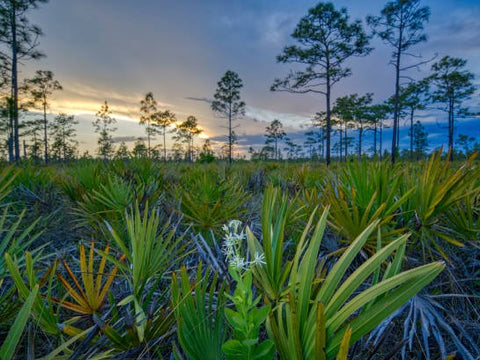 Florida Plants: Exploring the Beauty and Benefits – Plantology USA
