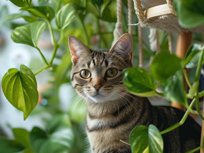 Golden Pothos and Cats: Safety Measures – Plantology USA