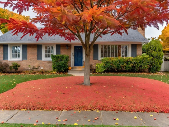 How to Add Fall Color with Sumac Trees – Plantology USA