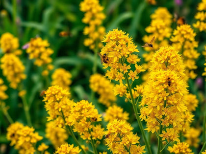 How to Plant and Care for Fall-Blooming Goldenrod – Plantology USA