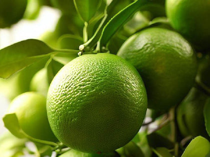 Key Lime Trees: Cultivation, Care, and Harvesting – Plantology USA