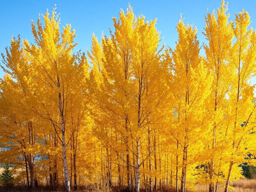 Planting Aspen Trees for a Golden Autumn – Plantology USA