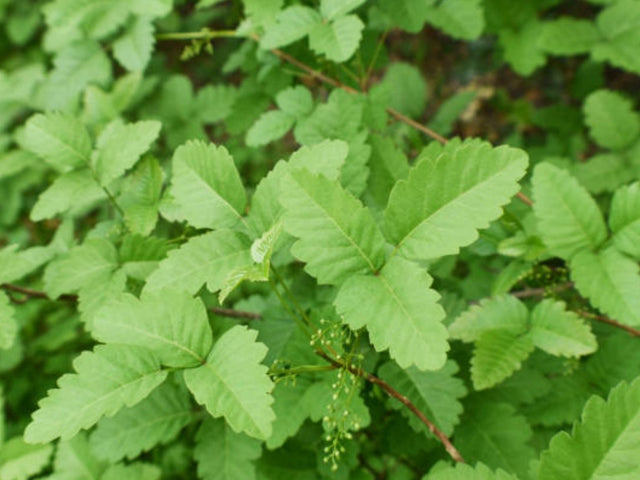 Poison Oak: Identification, Toxicity, Prevention, and Treatment ...