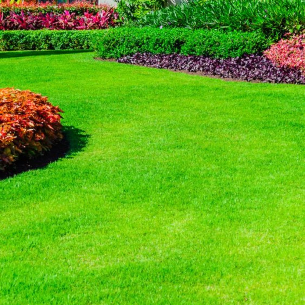 Seeding Grass in Spring: A Guide to a Lush Lawn – Plantology USA
