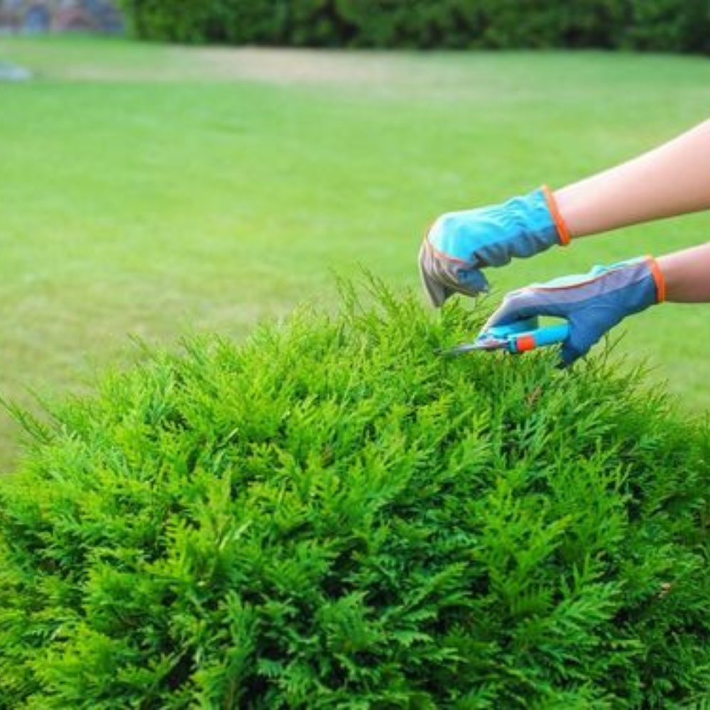 Spring Trim: Elevate Garden Appearance – Plantology USA