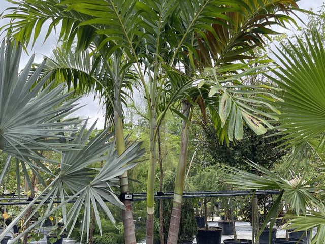 Triple Christmas Palm Tree | Plantology USA