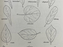 Types of Tree Leaves and Their Characteristics – Plantology USA