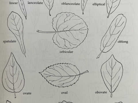 Types of Tree Leaves and Their Characteristics – Plantology USA