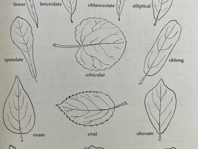 Types of Tree Leaves and Their Characteristics – Plantology USA