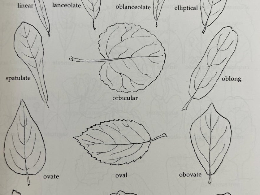 Types of Tree Leaves and Their Characteristics – Plantology USA