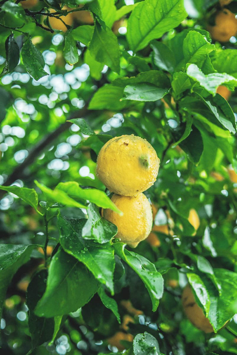 Citrus Trees Collection | Plantology USA