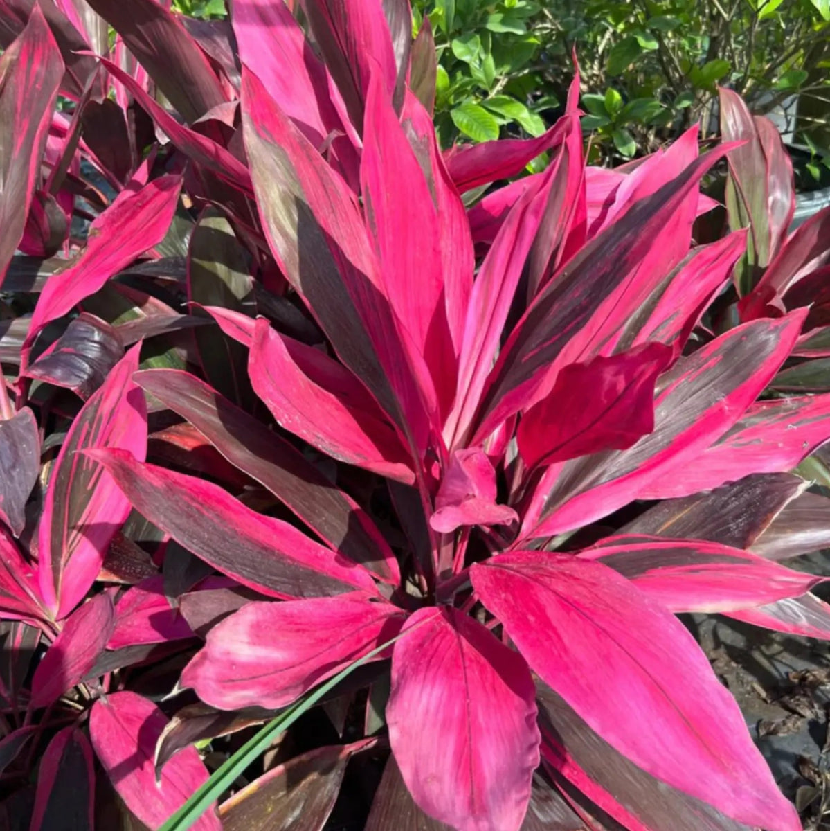 Ti Plant Collection | Plantology USA