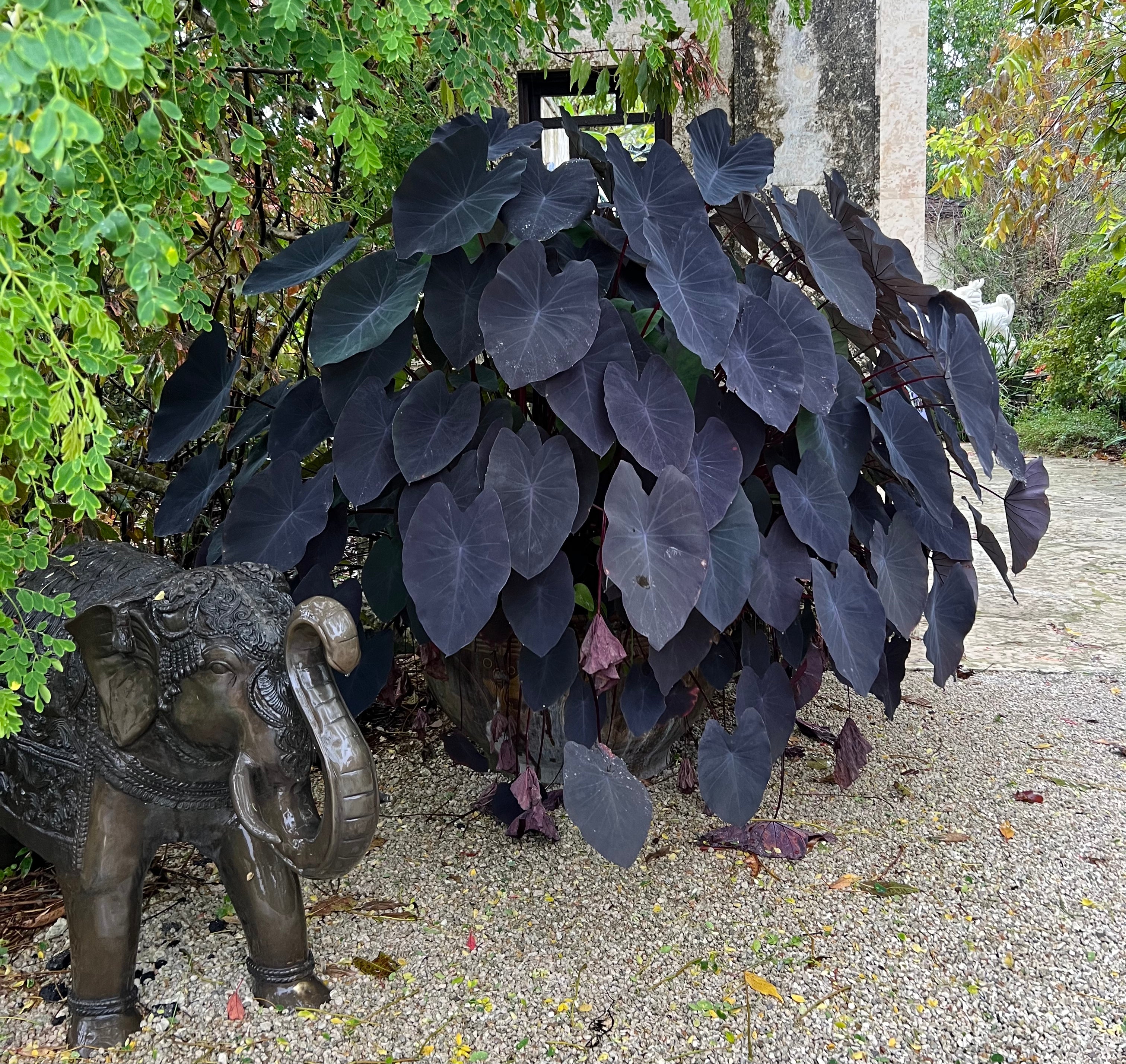 Colocasia Black Magic for Sale | PlantologyUSA.com – Plantology USA