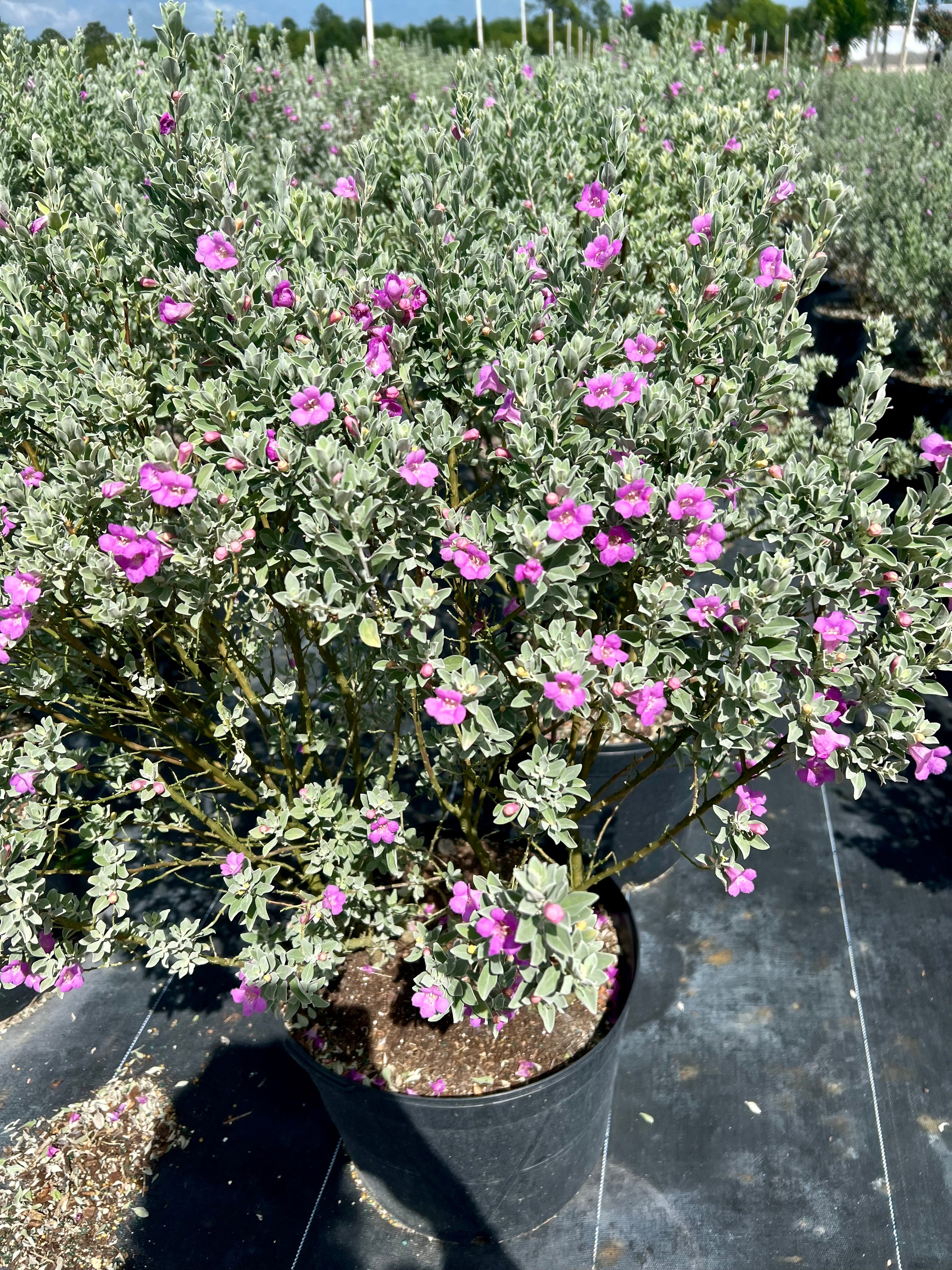 Texas Sage Thundercloud