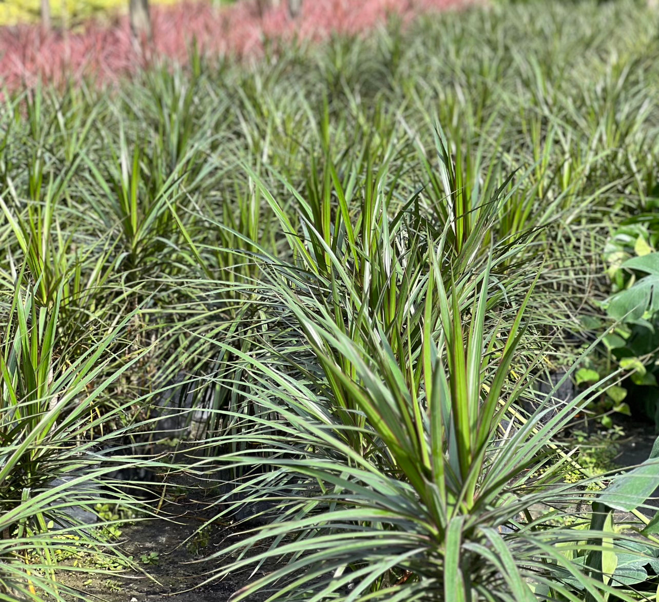 Dragon Tree (Dracaena) - Striking & Easy-Care Indoor Plant – Plantology USA