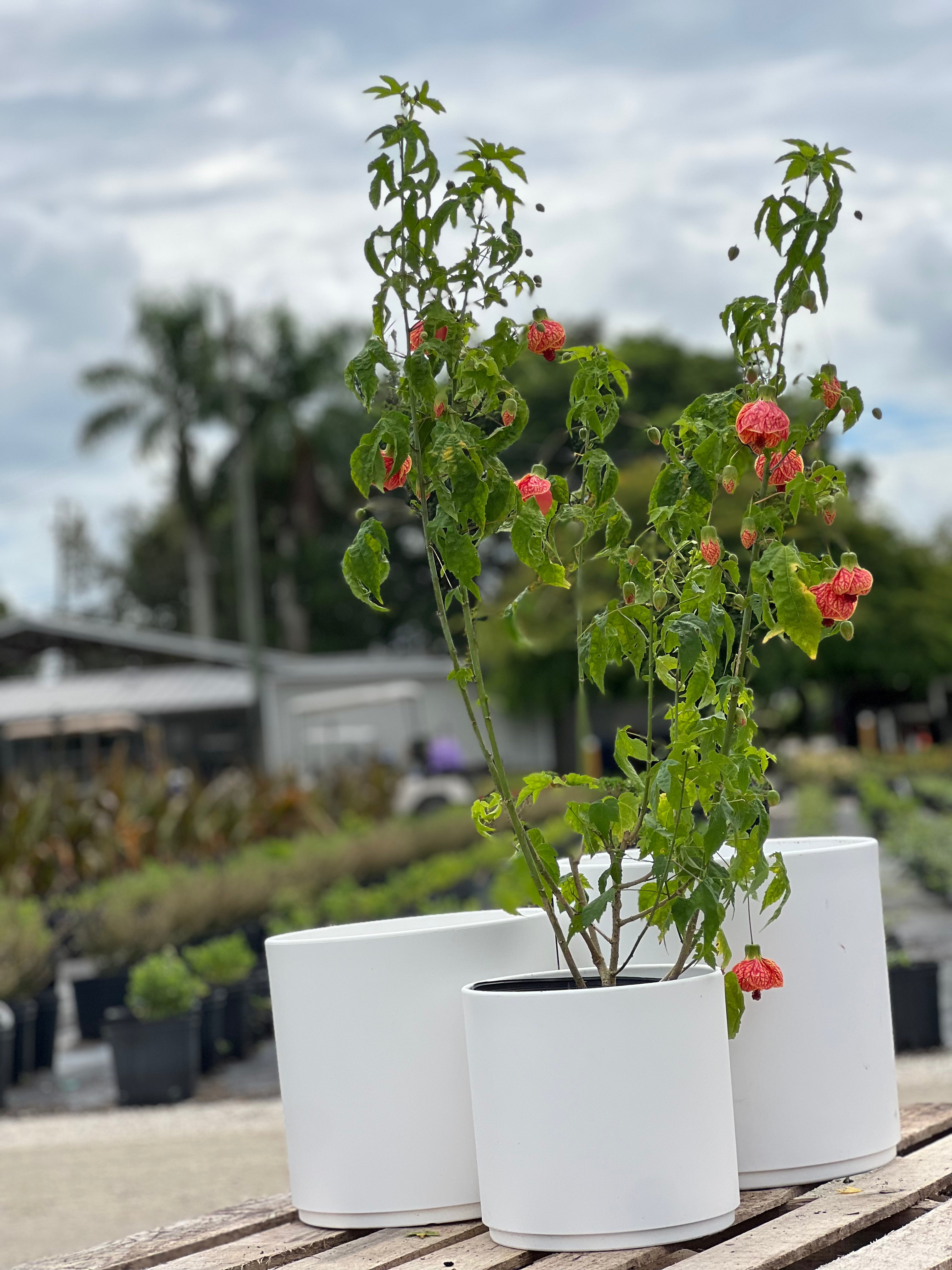 Redvein Flowering Maple (Abutilon striatum) – Plantology USA