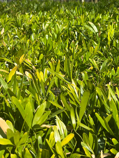 Plantology - Laurel Shrubs Collection | Evergreen Privacy Hedges ...