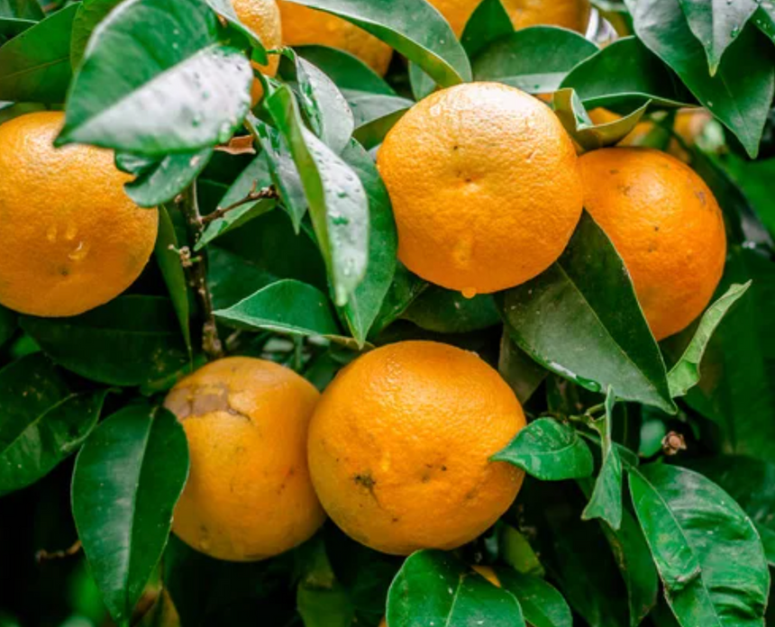 Giant Egyptian Papyrus - Fast Delivery Available – PlantologyUSA