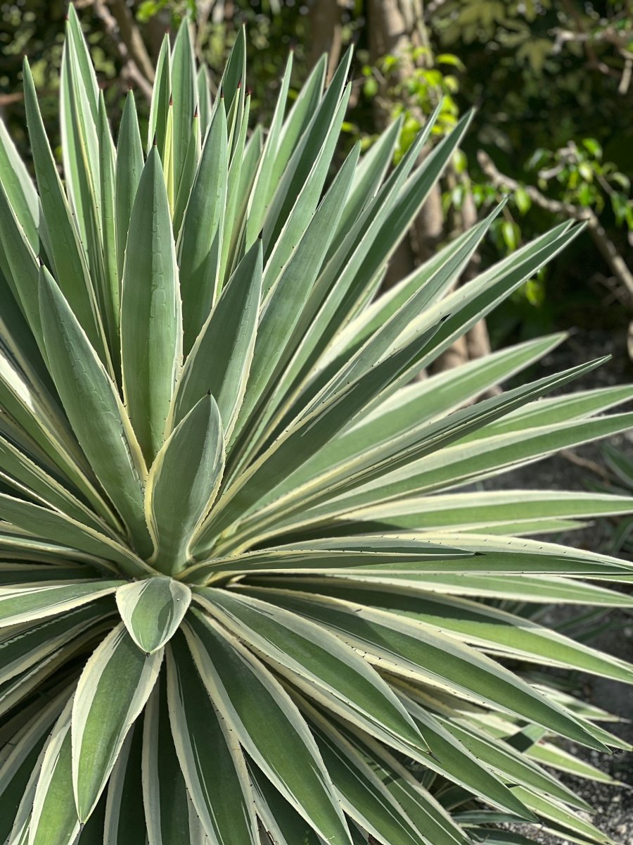 Caribbean Agave (Agave angustifolia) - Exotic Elegance – Plantology USA