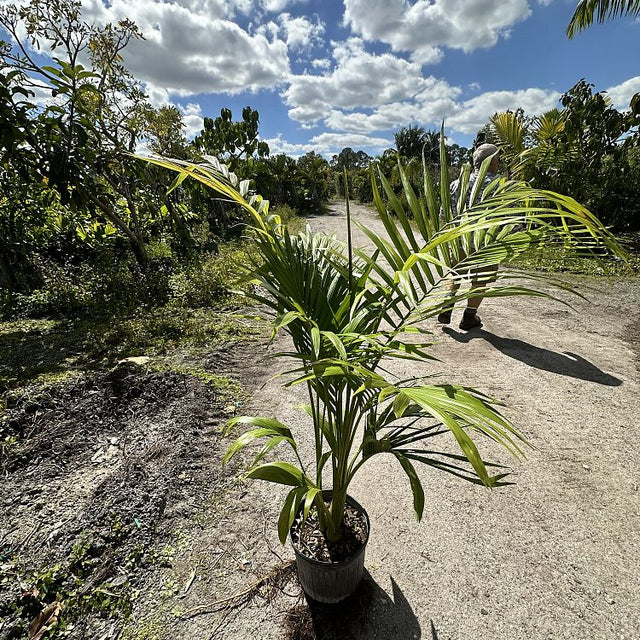 Alexander Palm – Plantology USA