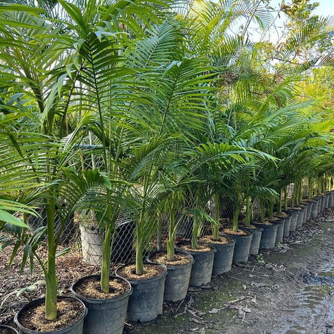 Alexander Palm – Plantology USA