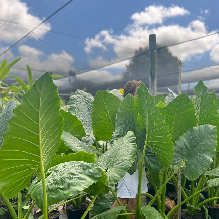 Alocasia Calidora - Majestic Elephant Ear Plant | Plantology ...