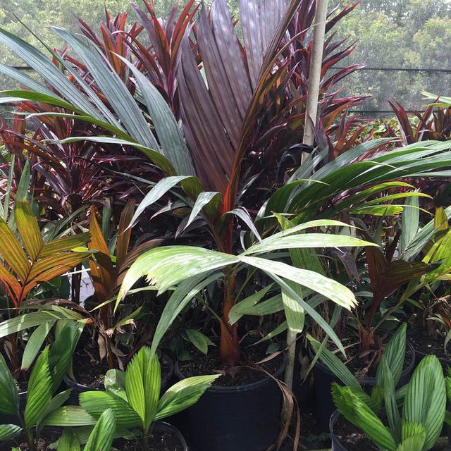 Areca Palm Collection | Plantology USA