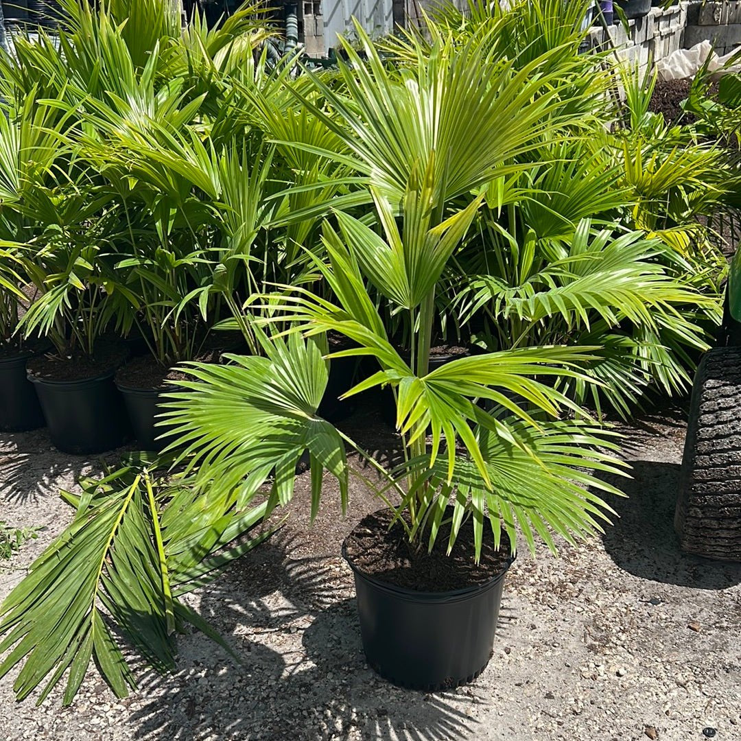 Chinese Fan Palm Single for Sale | PlantologyUSA.com – Plantology USA