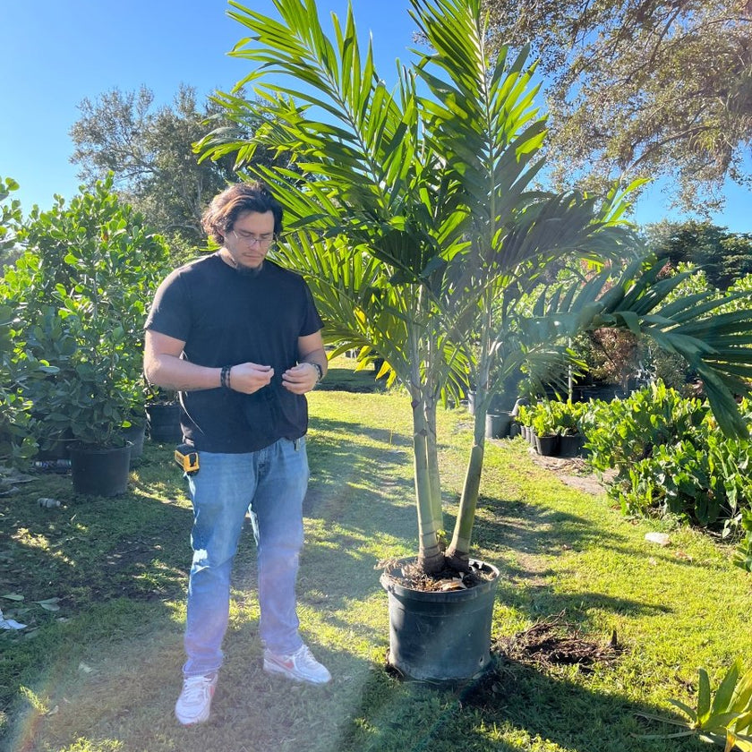 Christmas Palm Triple, Adonidia Palm for Sale | Plantology – Plantology USA