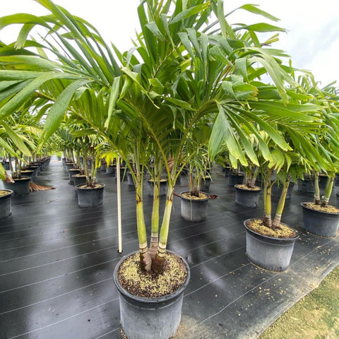 Christmas Palm Triple, Adonidia Palm for Sale | Plantology – Plantology USA