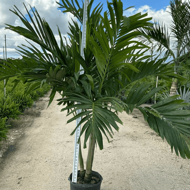 Christmas Palm Triple, Adonidia Palm for Sale | Plantology – Plantology USA