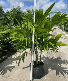 Christmas Palm Triple, Adonidia Palm for Sale | Plantology – Plantology USA