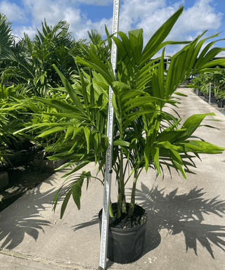 Christmas Palm Triple, Adonidia Palm for Sale | Plantology – Plantology USA