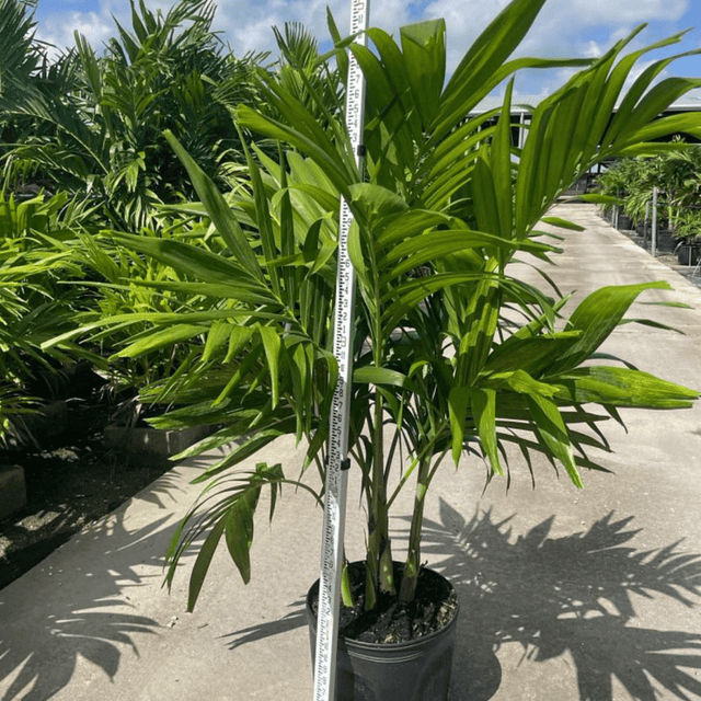 Christmas Palm Triple, Adonidia Palm for Sale | Plantology – Plantology USA
