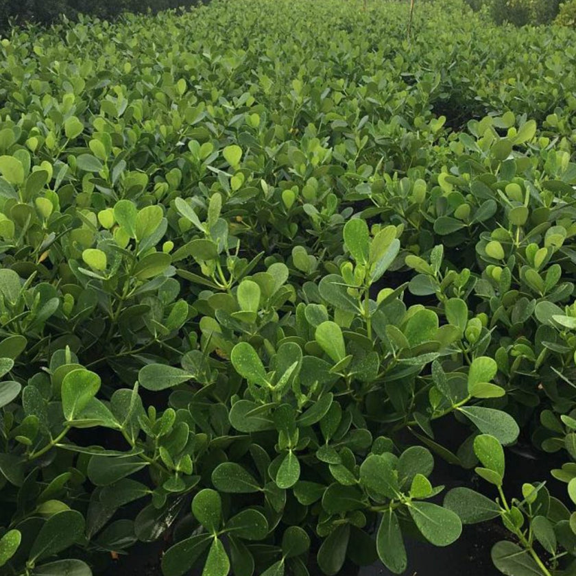 Clusia for Sale | PlantologyUSA.com – Plantology USA