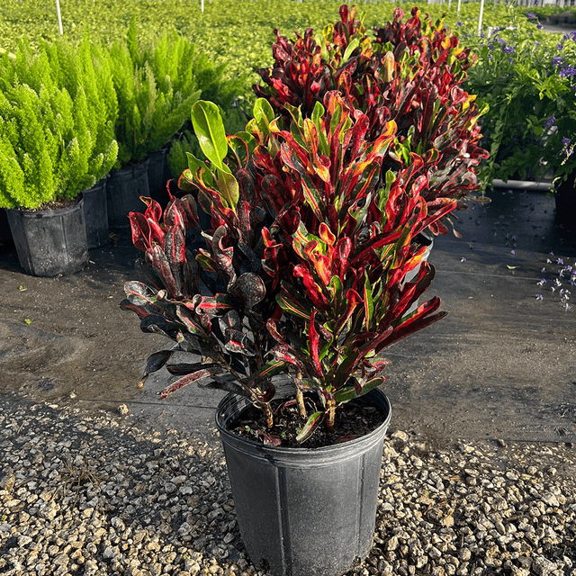 Croton Plants - Vibrant Color and Tropical Flair | Plantology ...