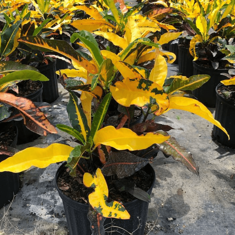 Croton Mango Standard for Sale | PlantologyUSA.com – Plantology USA