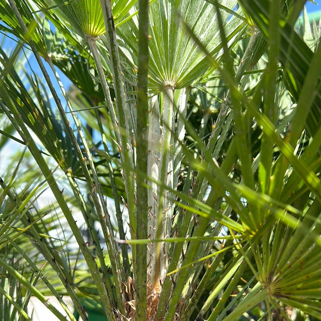 European Fan Palm for Sale | PlantologyUSA.com – Plantology USA